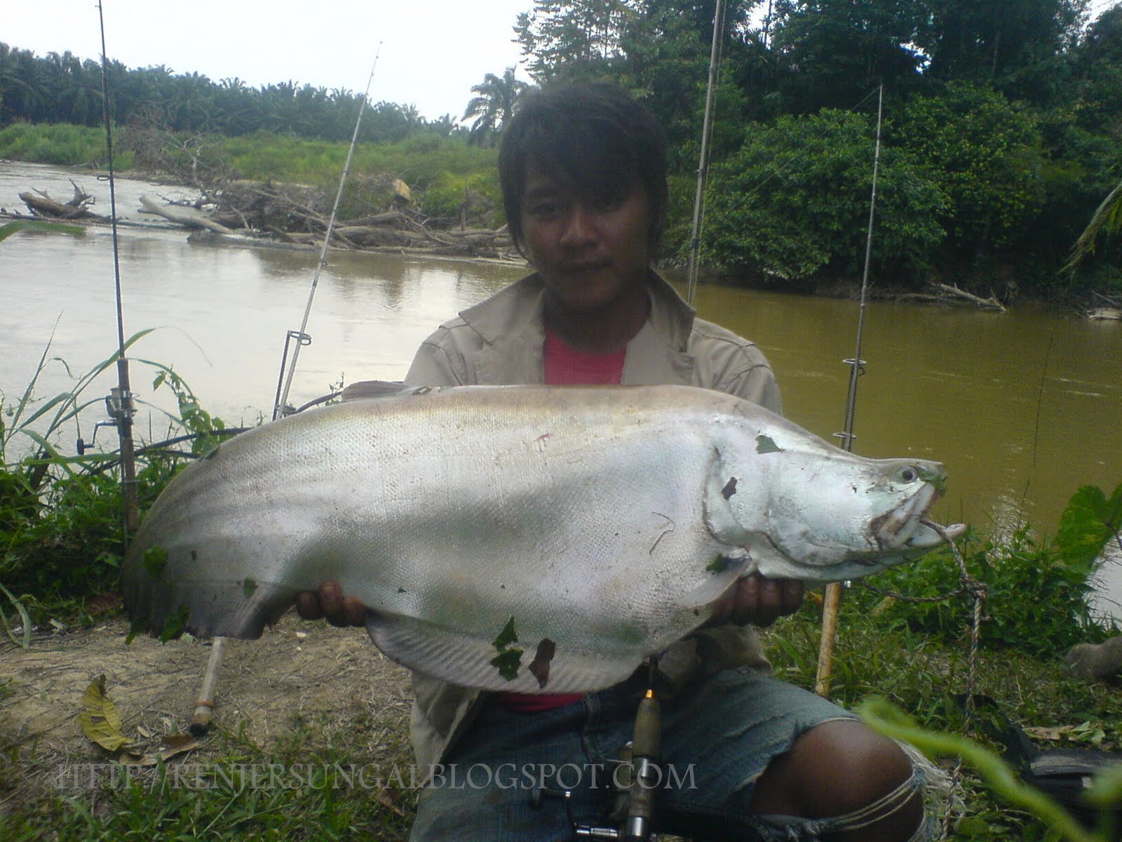 Renjer Sungai: INFO TENTANG IKAN BELIDA.