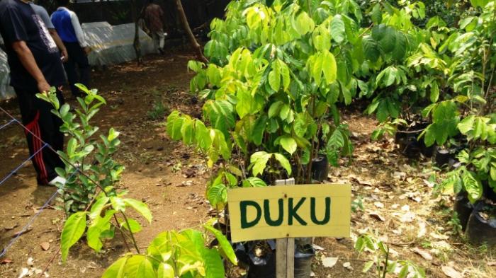 PANDUAN BUDIDAYA TANAMAN BUAH DUKU YANG BENAR | Tips Petani