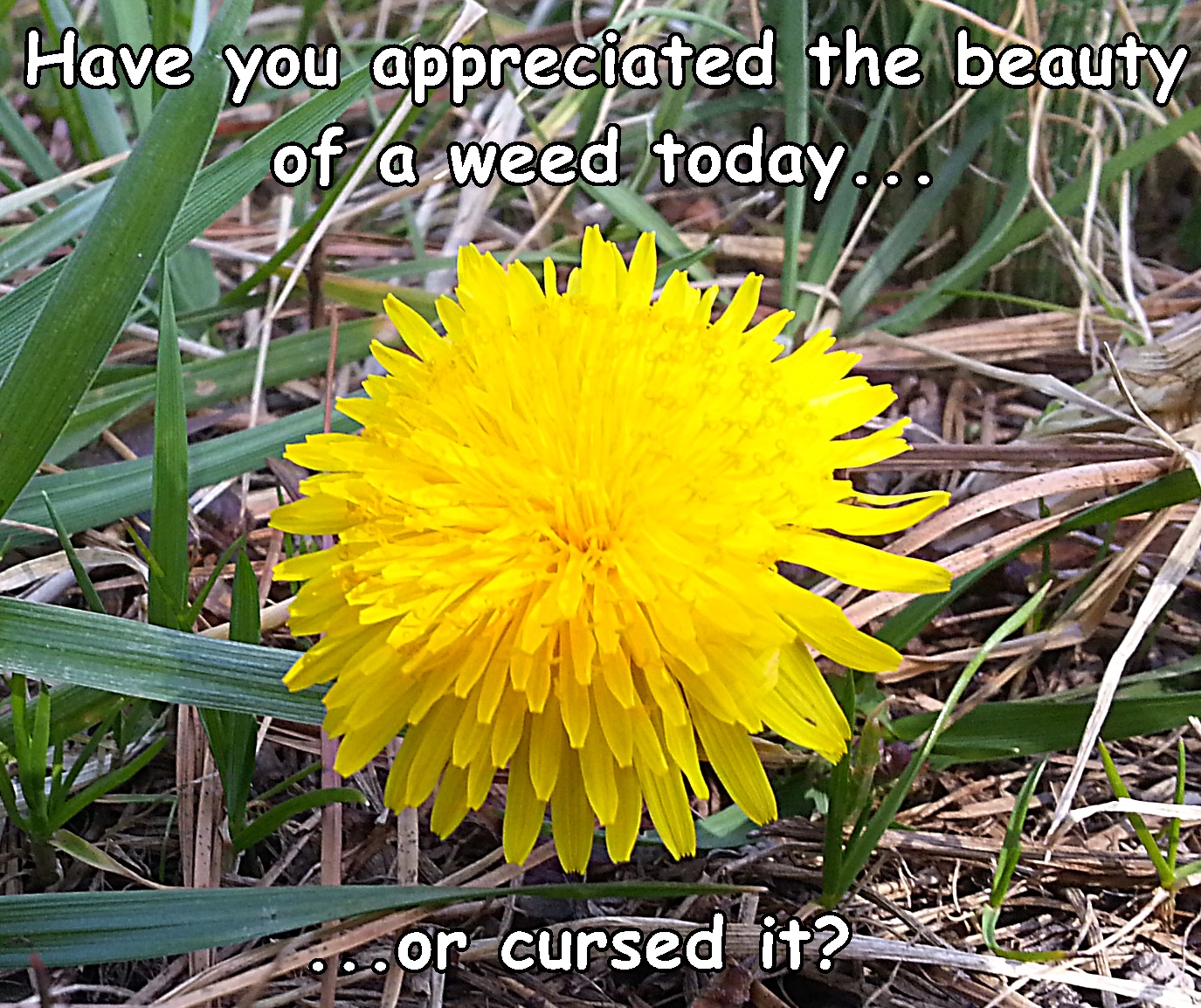 Cursed weeds