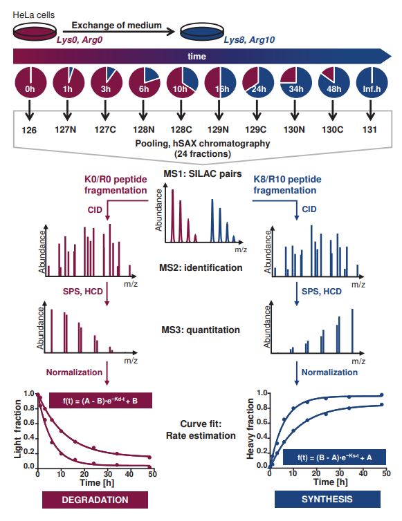 News in Proteomics Research: Pulse SILAC + TMT for quantifying ...