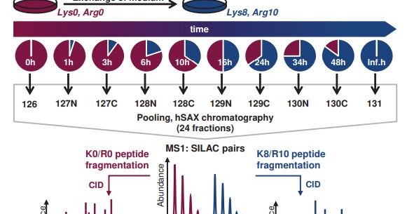 News in Proteomics Research: Pulse SILAC + TMT for quantifying ...
