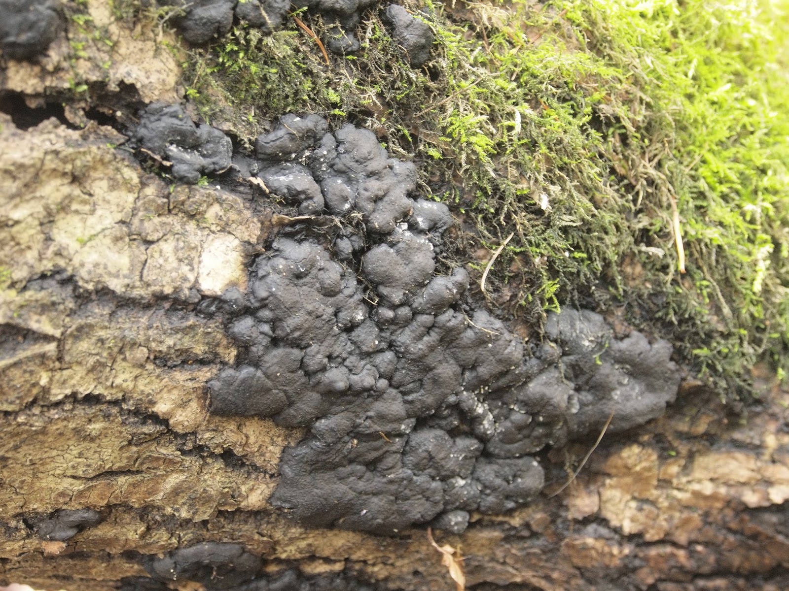 Calderdale Fungi - Halifax Scientific Society - Mycology Section: Crow ...
