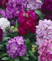 CÂND O FACE PLOPUL PERE ŞI RĂCHITA MICŞUNELE | Sanatate si curatenie in ...