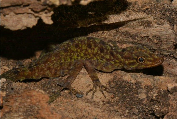 Nama Spesies Cicak baru yang terinspirasi dari Ahok ~ dijahPro