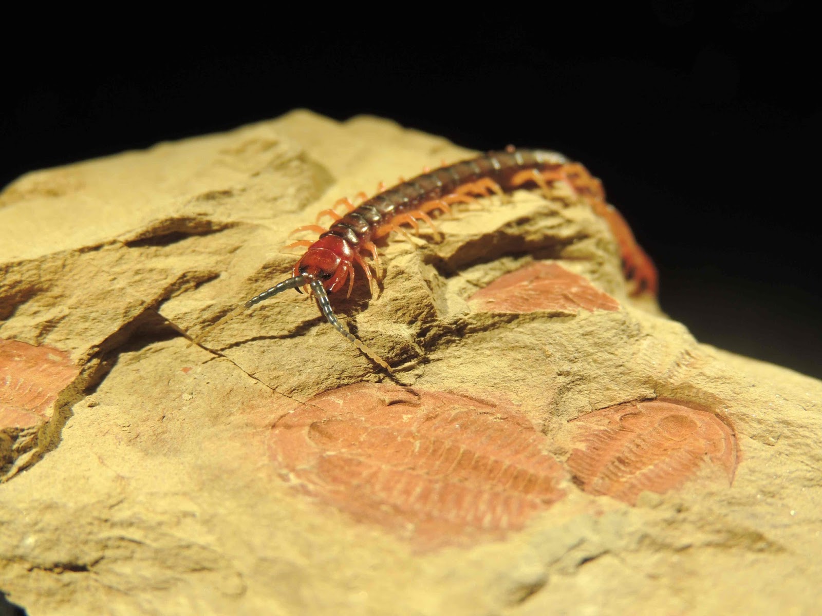 Rosa Rubicondior: Evolution's 'Big Bang' Explained