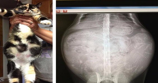 SEIMBANG.COM: 8 Foto USG Hewan Hamil Yang Buat Kamu Bilang OMG