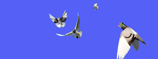 Top 5 High Flying Pigeon's Breeds