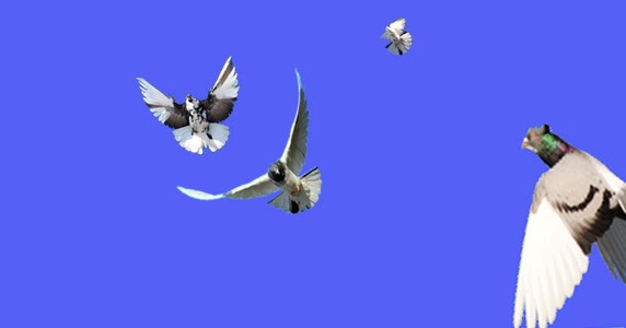 Top 5 High Flying Pigeon's Breeds