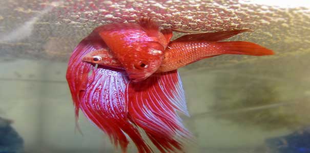 Reprodução do Peixe Betta Passo a Passo