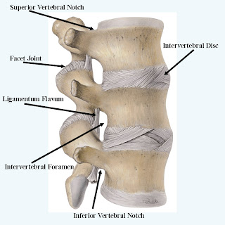 Biology: Intervertebral disc