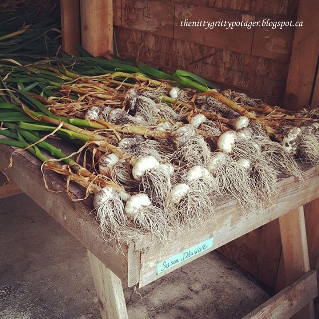Harvesting and Curing Garlic