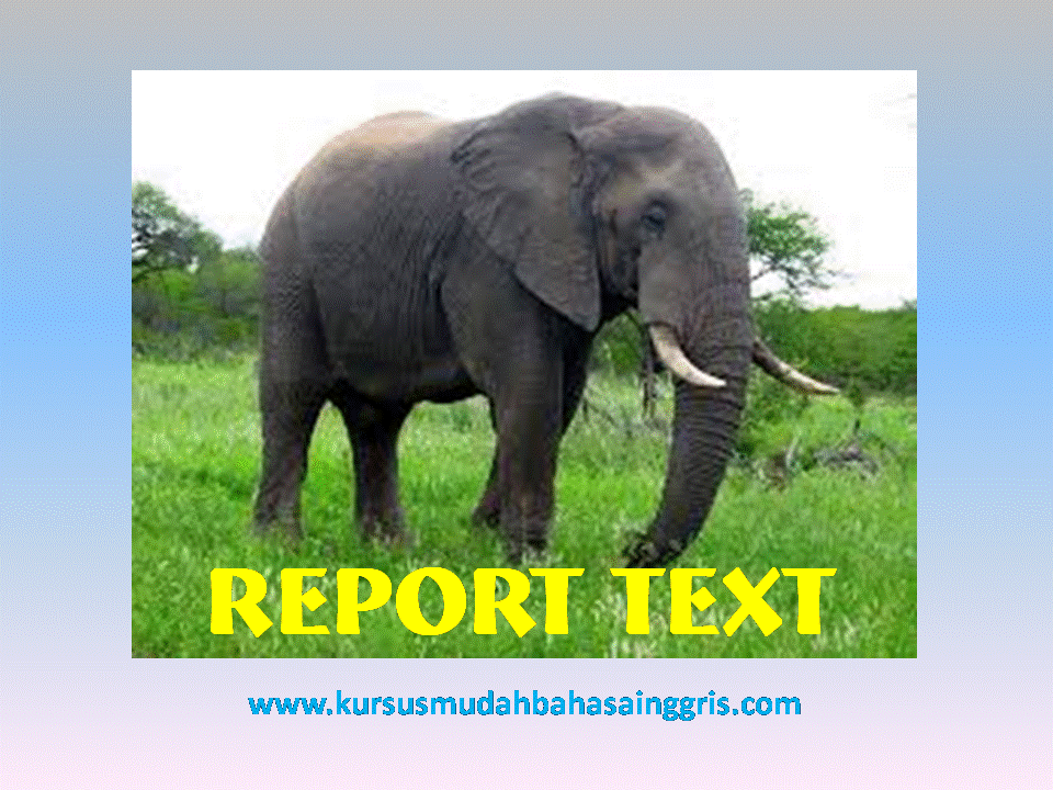 Penjelasan Dan Contoh Report Text - Belajar Bahasa Inggris Online Gratis