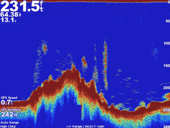 Gulf Currents: Gulf Council Publishes Known Coral Locations in Gulf