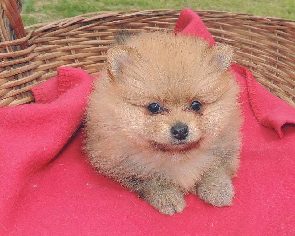 POMERANIAN'S HOME