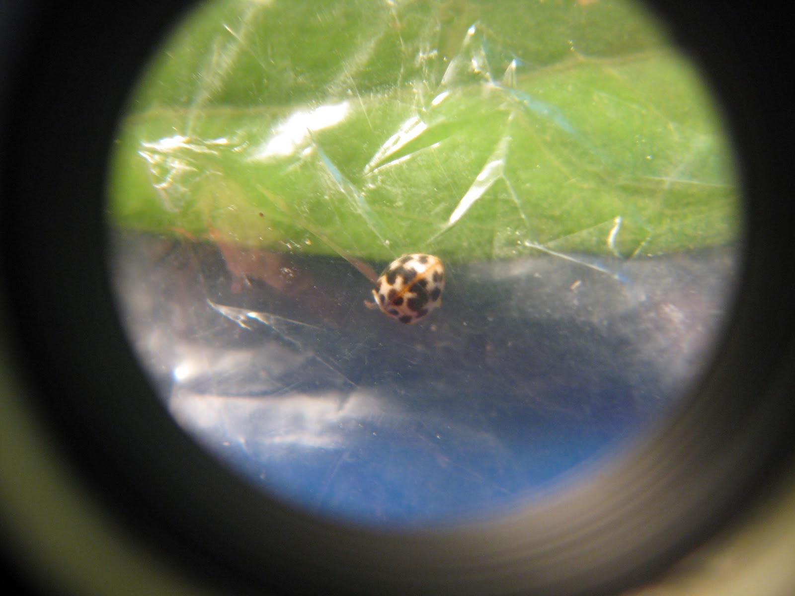 Normal Biology: A Native Ladybug AND Ant-mimic?! No way!