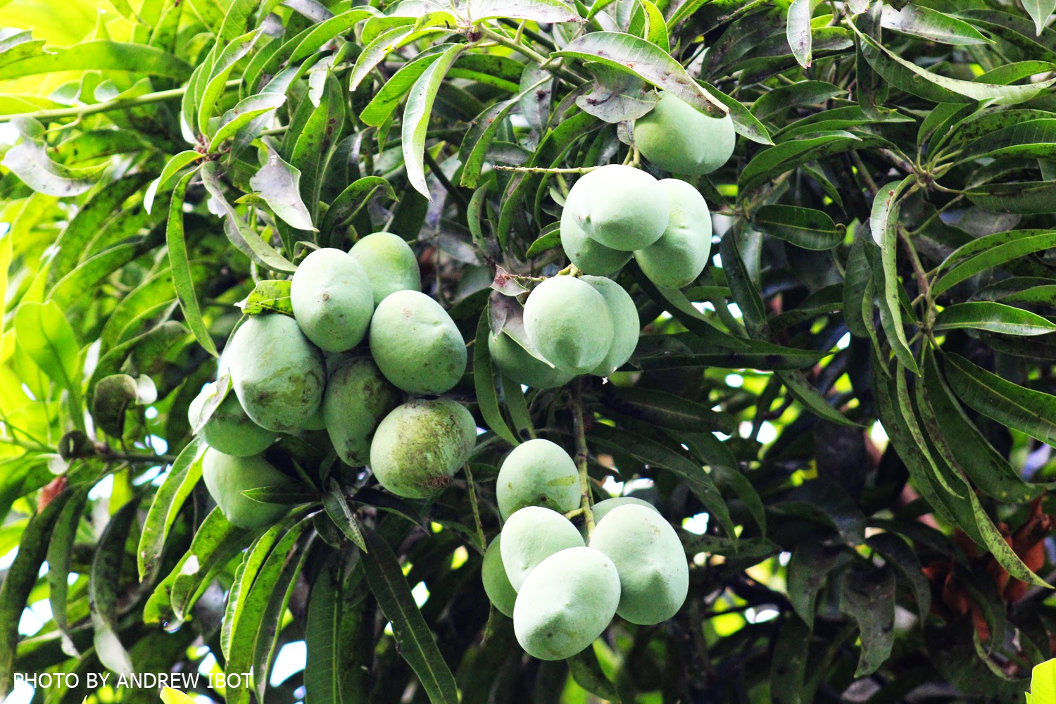 Ako si ANDREW IBOT!: Mangga ( Mango ) (Mangifera indica Linn.)