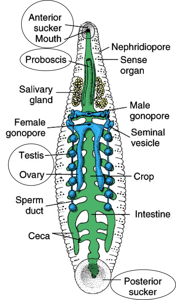 Ciências Biológicas: Filo Annelida