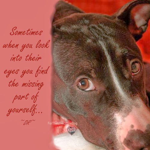 Sometimes When You Look Into Their Eyes You Find The Missing Part Of Sometimes When You Look Into Their Eyes You Find The Missing Part Of
