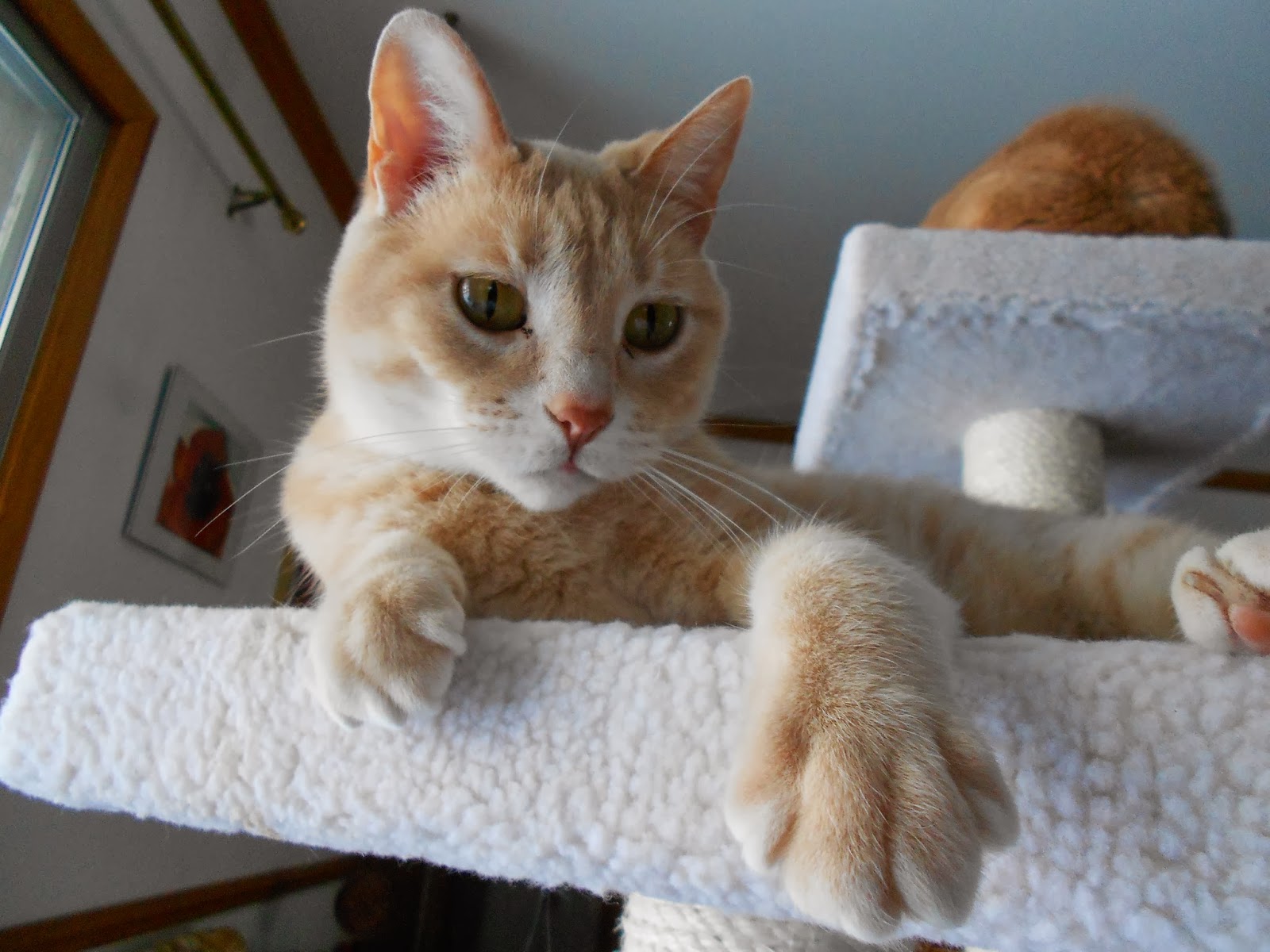 JUST DUCKY!: Caturday