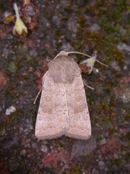 Glamorgan Moth Recording Group: County List - Macros