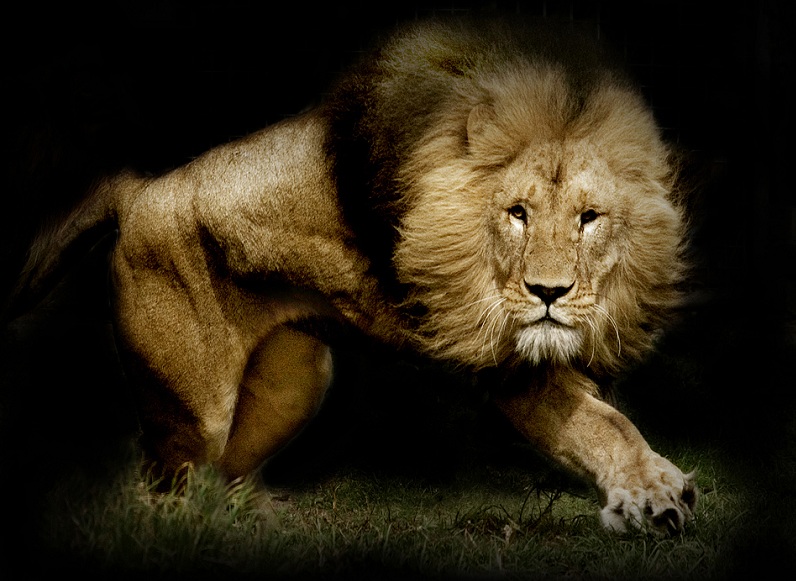 Pix n Pix.: Magnificent Pictures of LIONS
