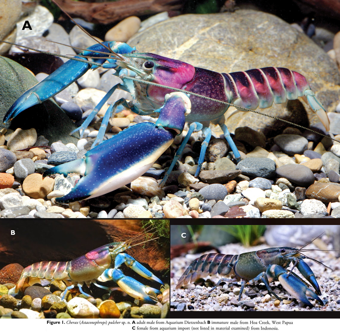 Species New to Science: [Crustacea • 2015] Cherax (Astaconephrops ...