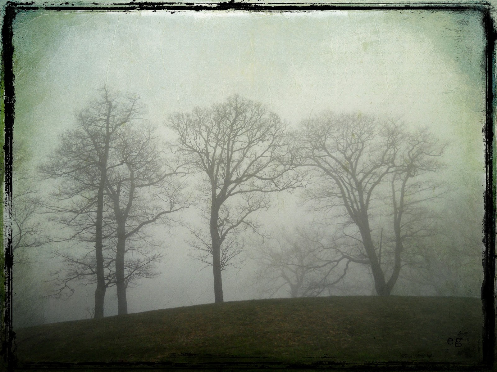 the last door down the hall: Digital Photograph - Trees in Fog