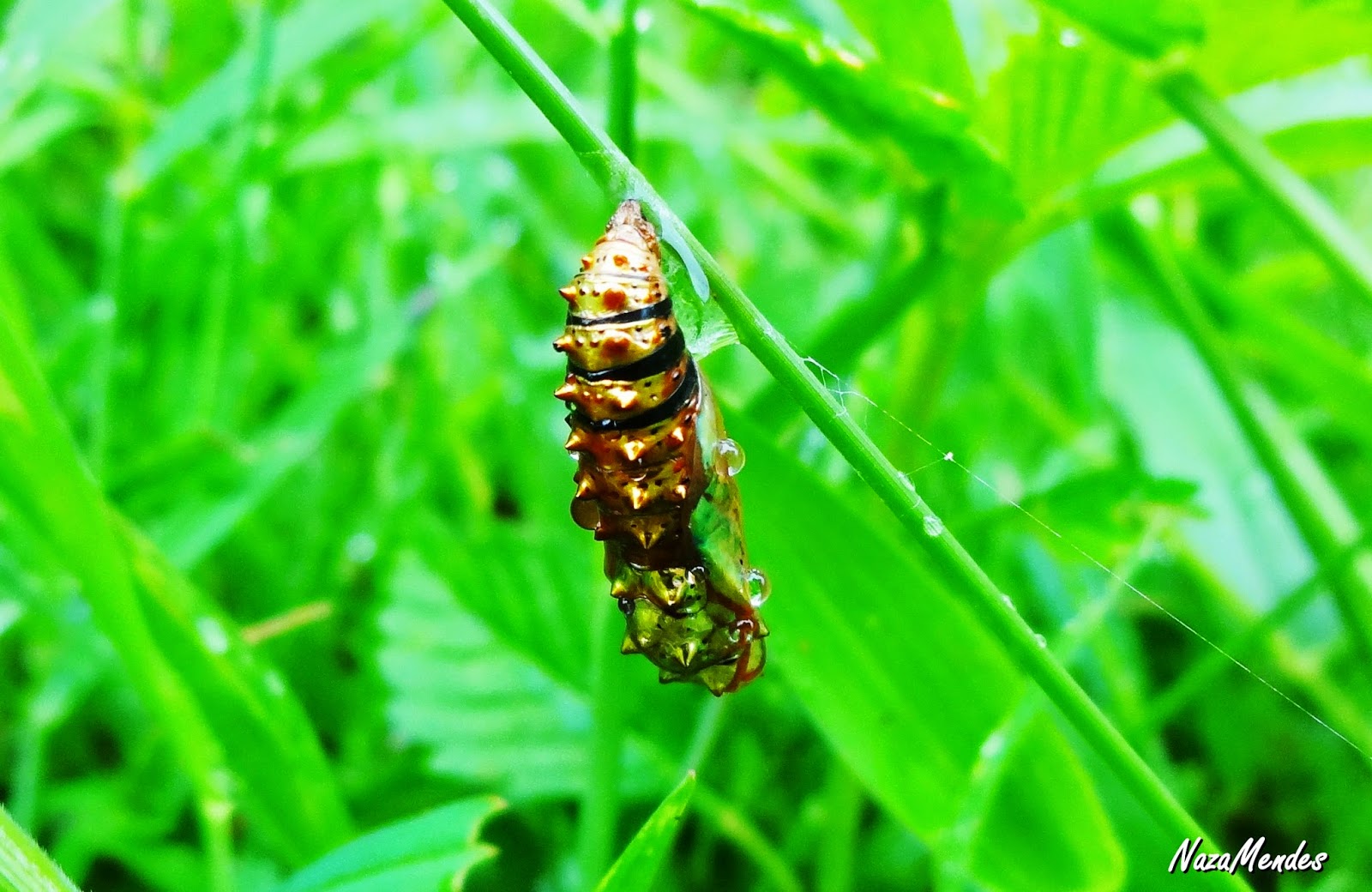 Brasil Insetos!!! Do Caçadores de Insetos!!!: Um casulo em um dia de ...