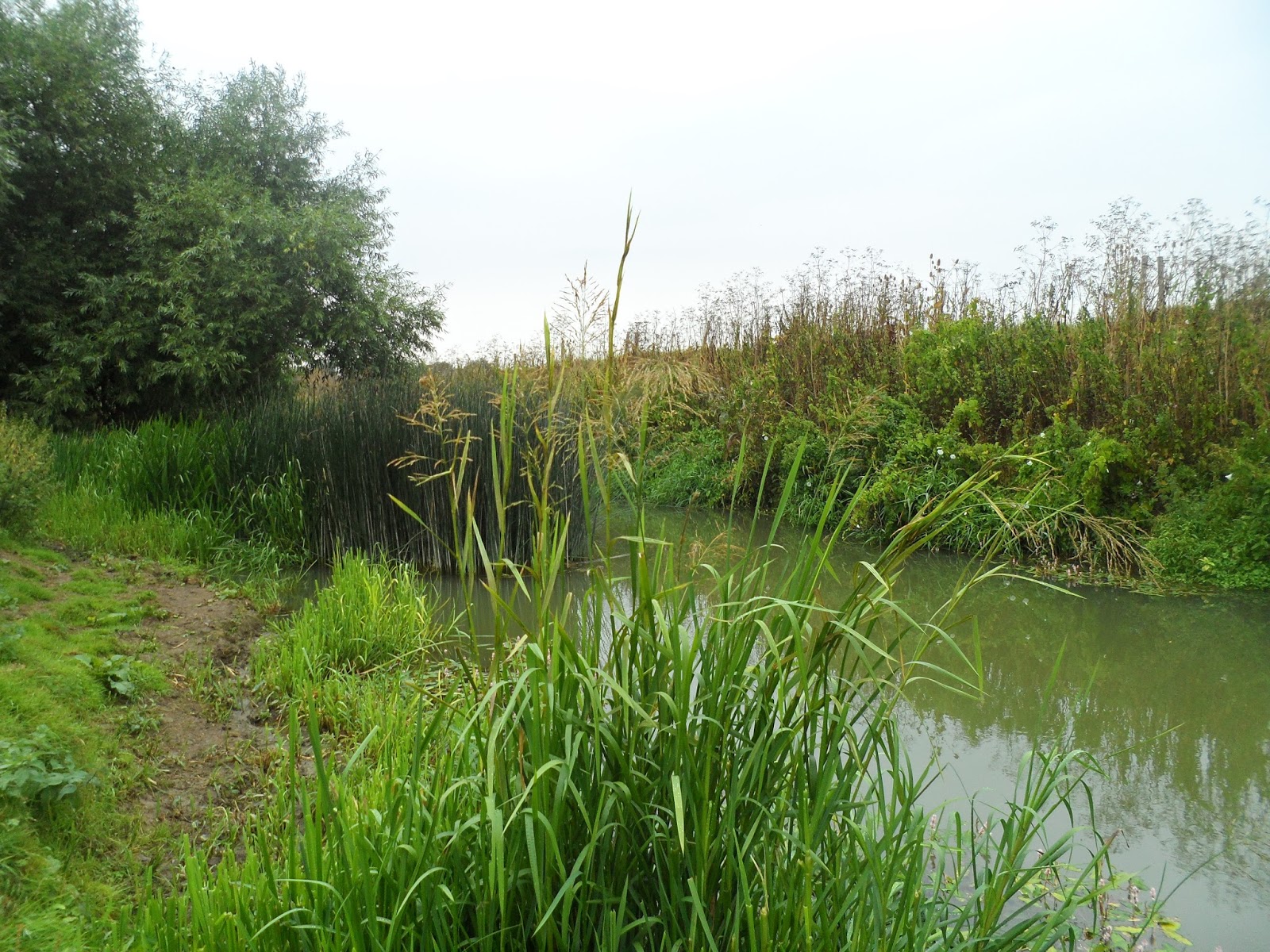 Piscatorial Quagswagging: Wimpstone - Warwickshire Stour