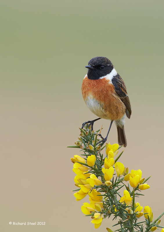 Wildlife Photographic Journals