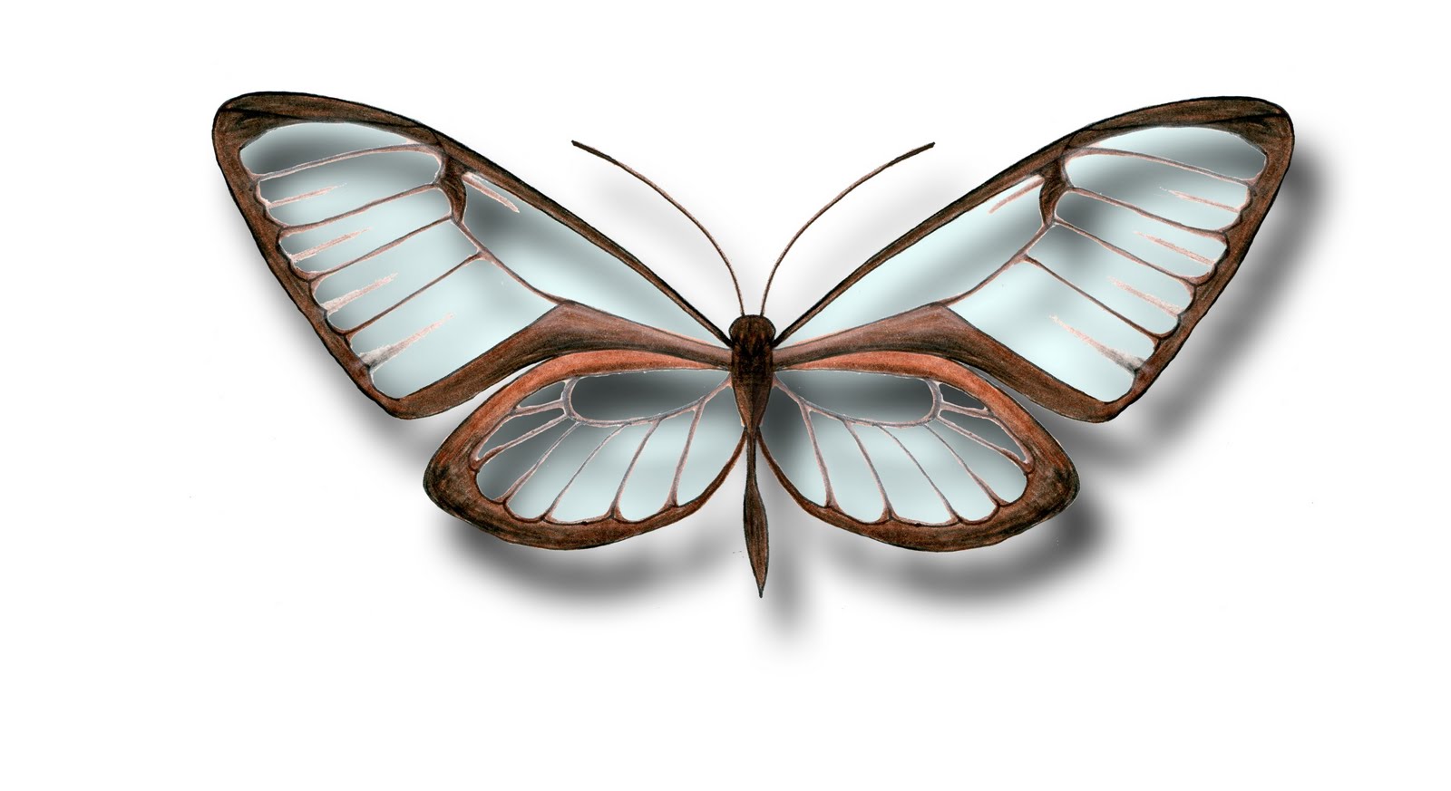 Aileen Biser's Blog: Glasswing Butterfly
