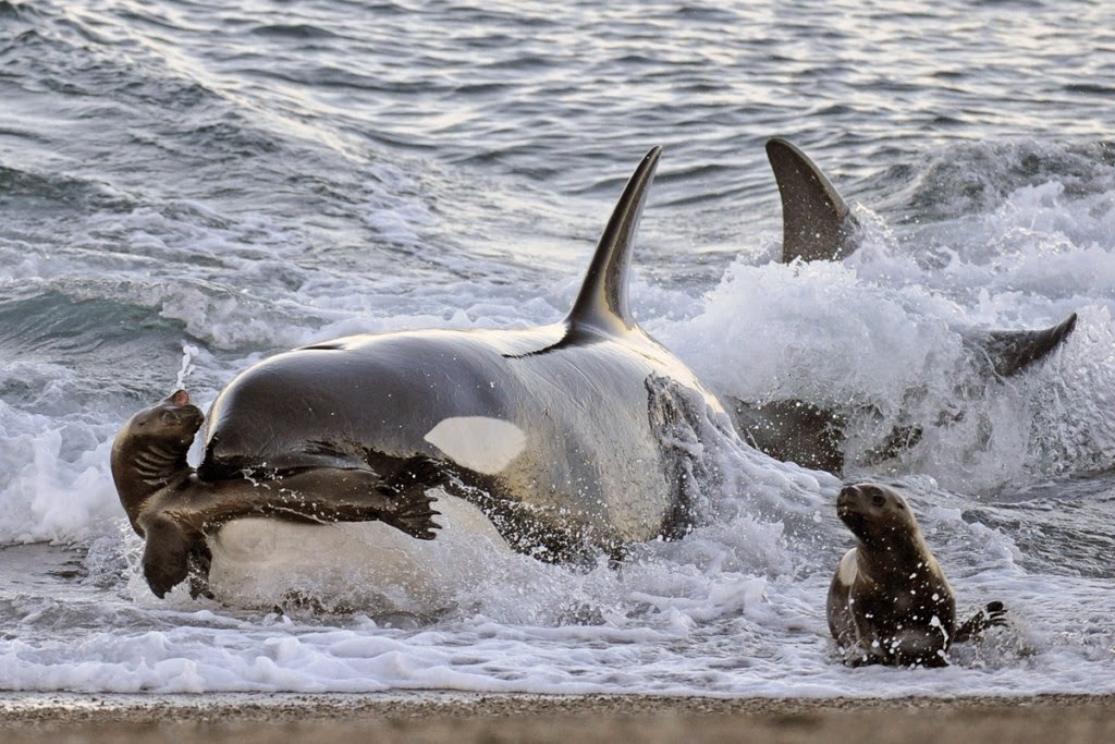 GAIA UN MUNDO MÁGICO: ORCA, ¿ballena asesina?