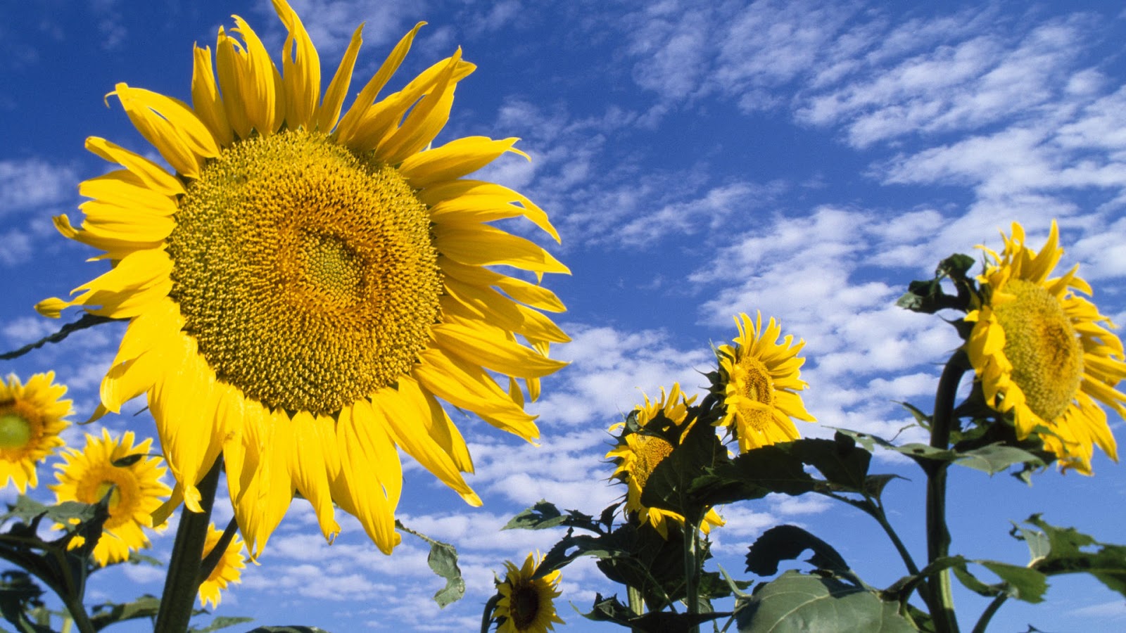 Girasol wallpapers