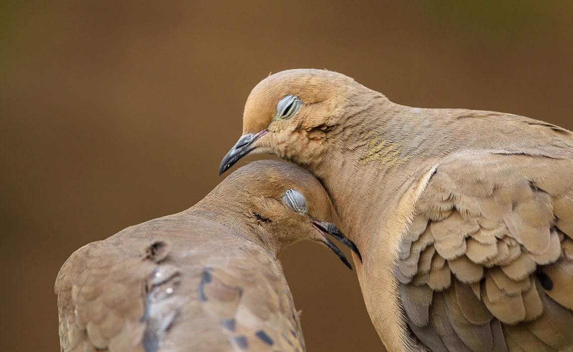 Alasan Burung Merpati Sebagai Simbol Cinta ~ BadoPoker || Agen Poker ...