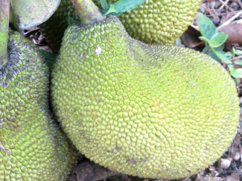 La Vita : Fruit and Spice Park