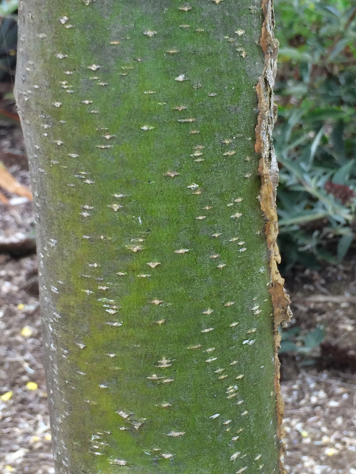 Trees of Santa Cruz County: Laburnum x watereri - Golden Chain Tree