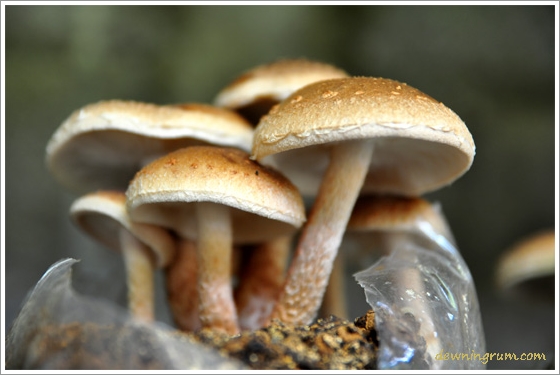 Macam - Macam Jamur dan Manfaatnya | Eky Syuraika