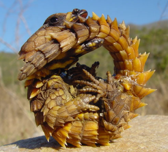 Thorny Devil Facts