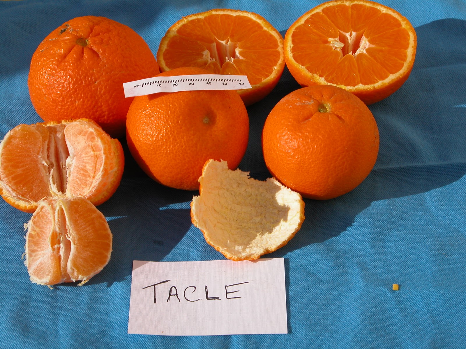 Gastronomía a Libreta Abierta, [=I=]: Frutos cítricos - III Parte