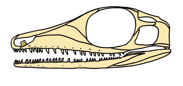 Paleoexhibit: Humble beginnings for the mighty diapsids: the ...