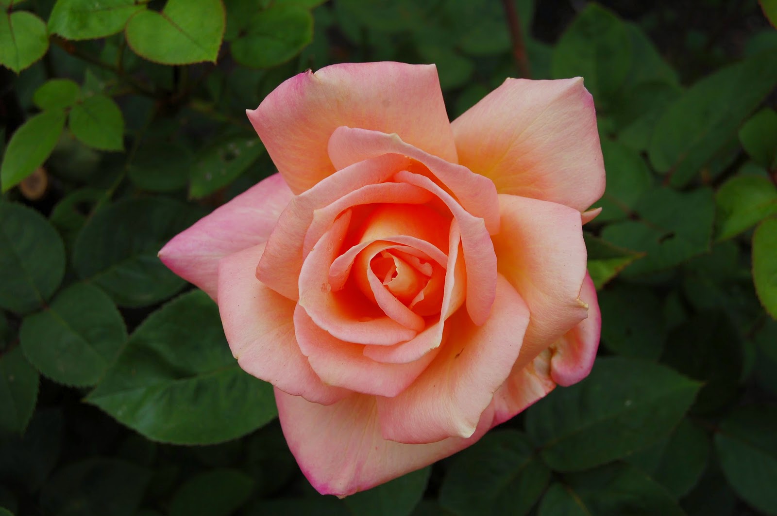 MOUNTAIN MUSINGS: Roses Everywhere