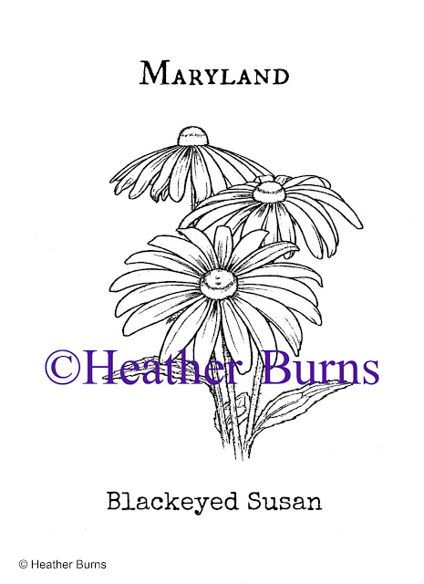 State Flower Coloring Book: Maryland State Flower: Black Eyed Susan