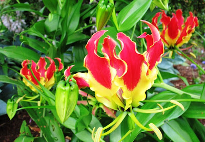 How To Grow The Glory Lily (Gloriosa superba) From Seed | Garden How