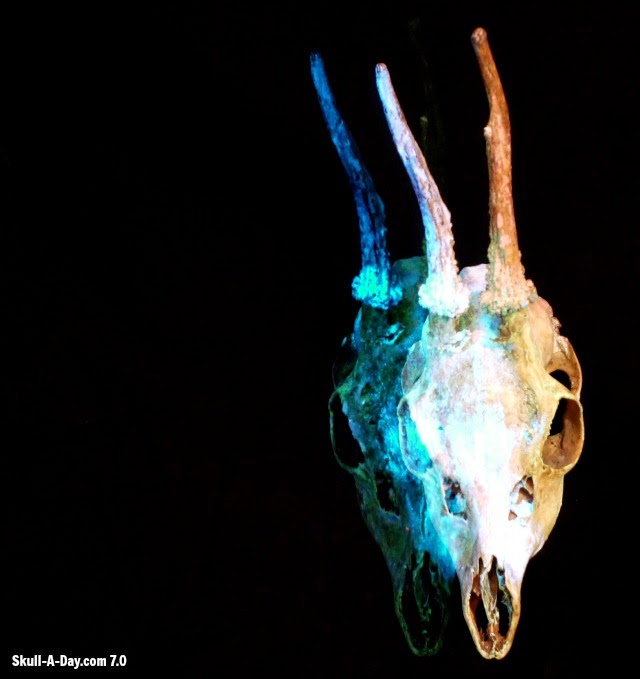 Glowing Skulls