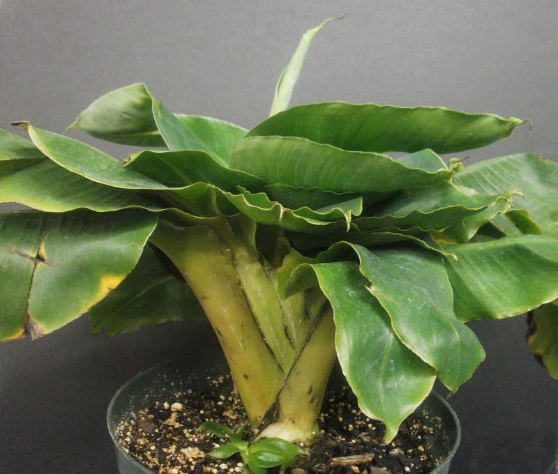 Plants are the Strangest People: Random plant event: Musa x 'Cheeka ...