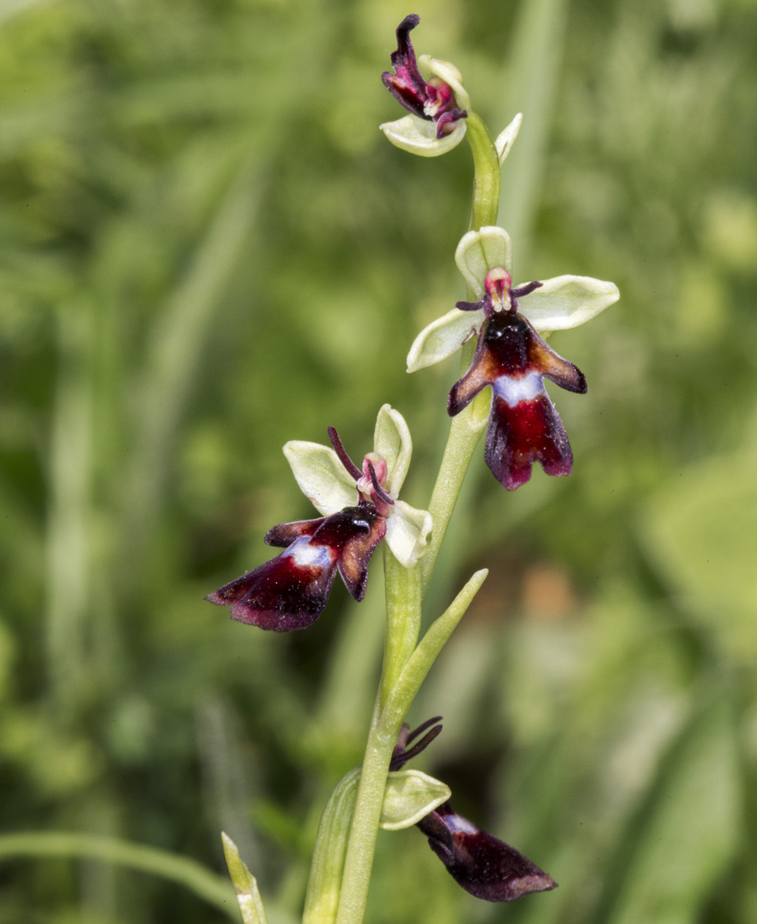 Orchid Time | Naturally