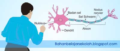 Jaringan Saraf Dan Jenis-Jenis Sel Saraf Menurut Fungsi - Mata Pelajaran
