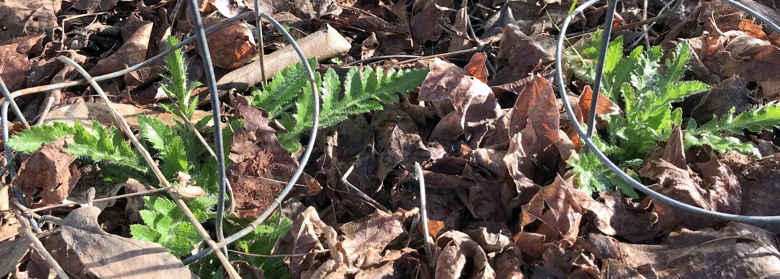 Daniel's Pacific NW Garden: Growing Oriental Poppies from Bare Root ...