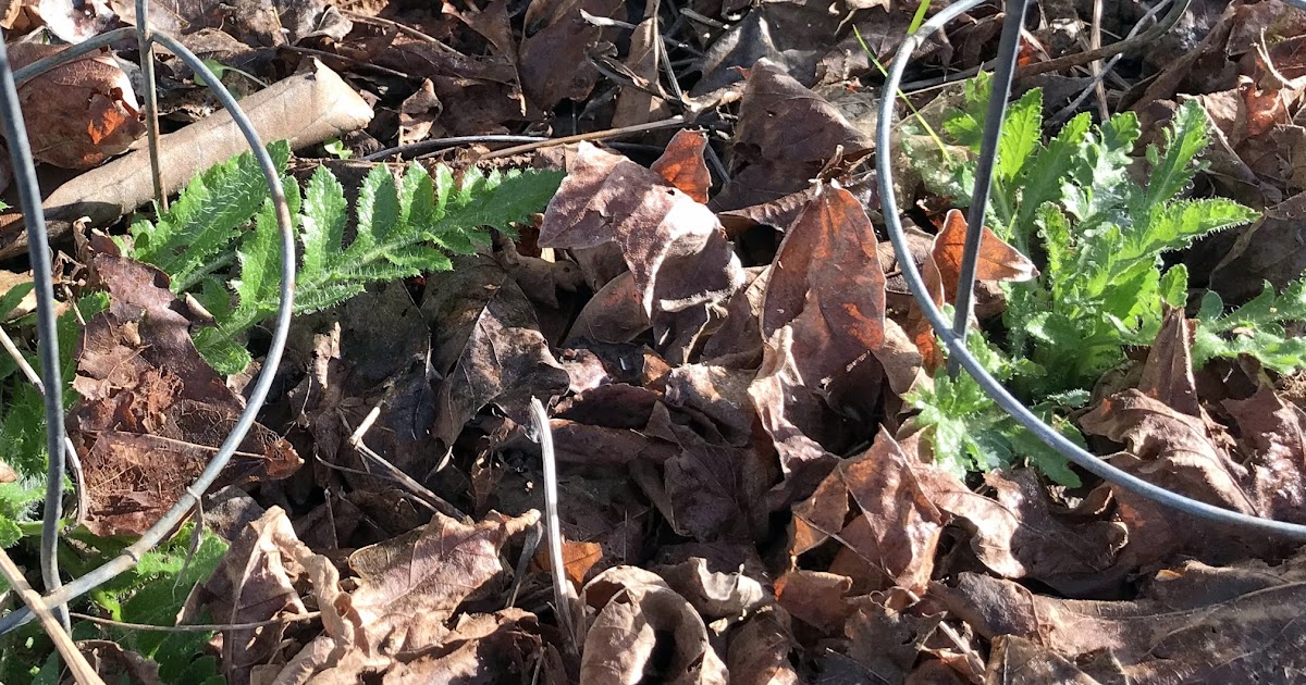 Daniel's Pacific NW Garden: Growing Oriental Poppies from Bare Root ...