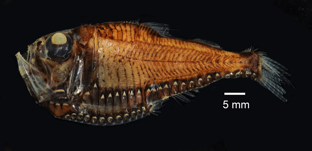 Emily D. Hoehn: Bug Eyed Creatures of the Deep